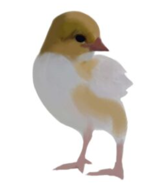 Day Old Chicks for Dogs – Raw Paws Emporium