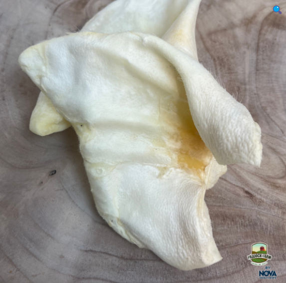 White Puffed Pig Ears – Raw Paws Emporium